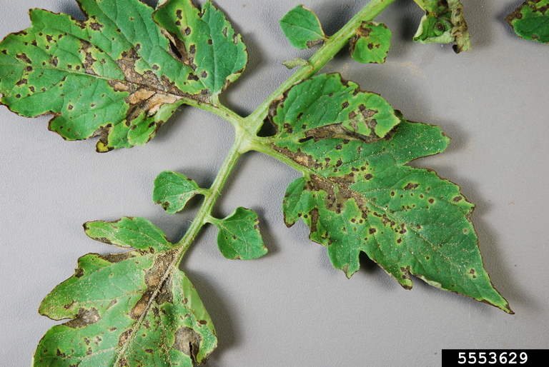 Septoria Leaf Spot of Tomato